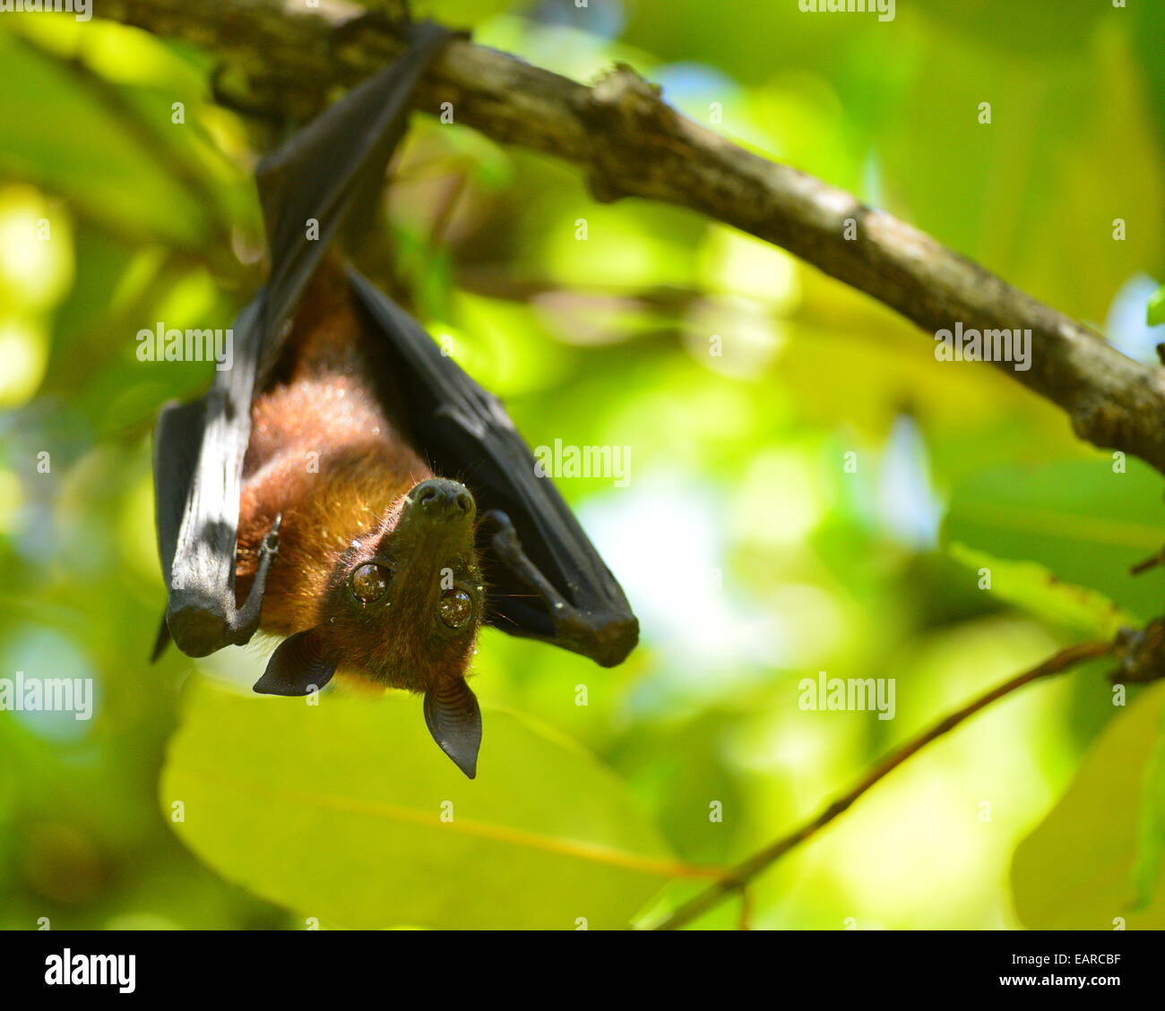Indische Flughund oder größeren indischen Flughund (Pteropus Giganteus) hängen von einem Baum ...