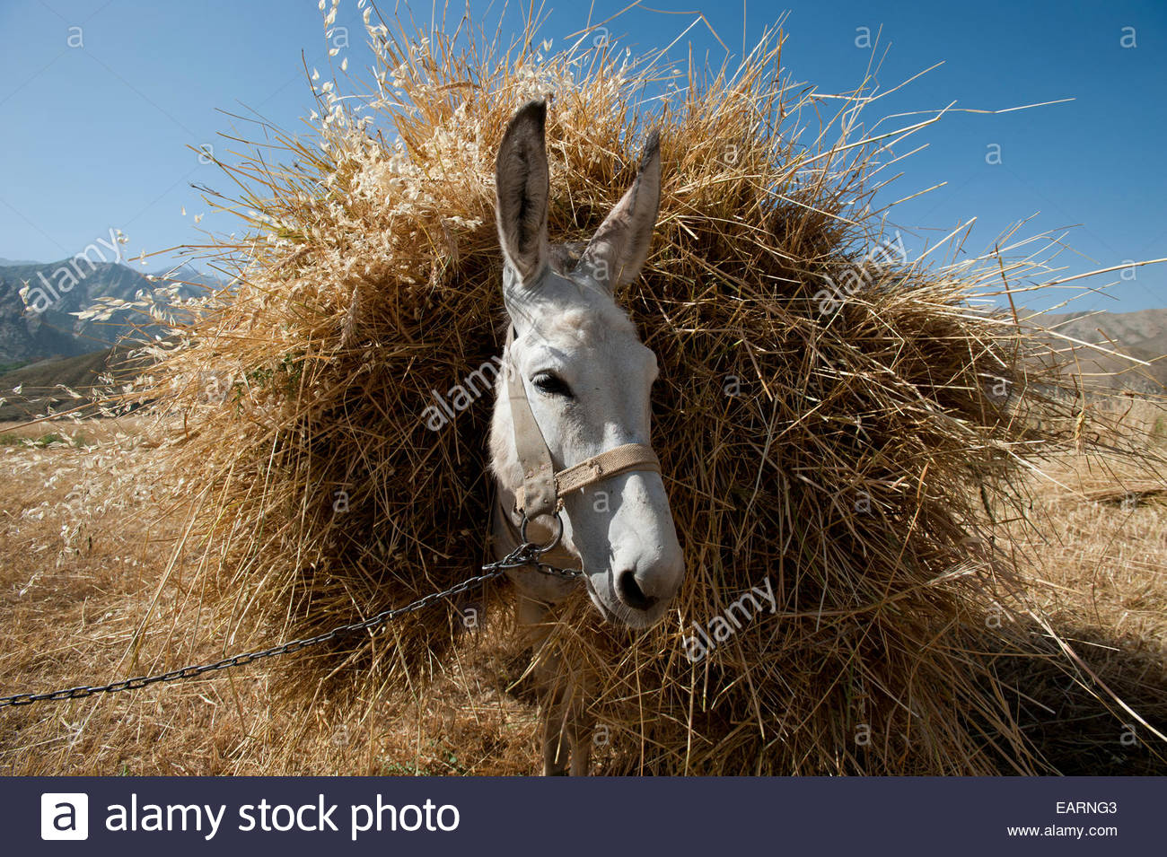 Loaded Mule Stockfotos & Loaded Mule Bilder - Alamy