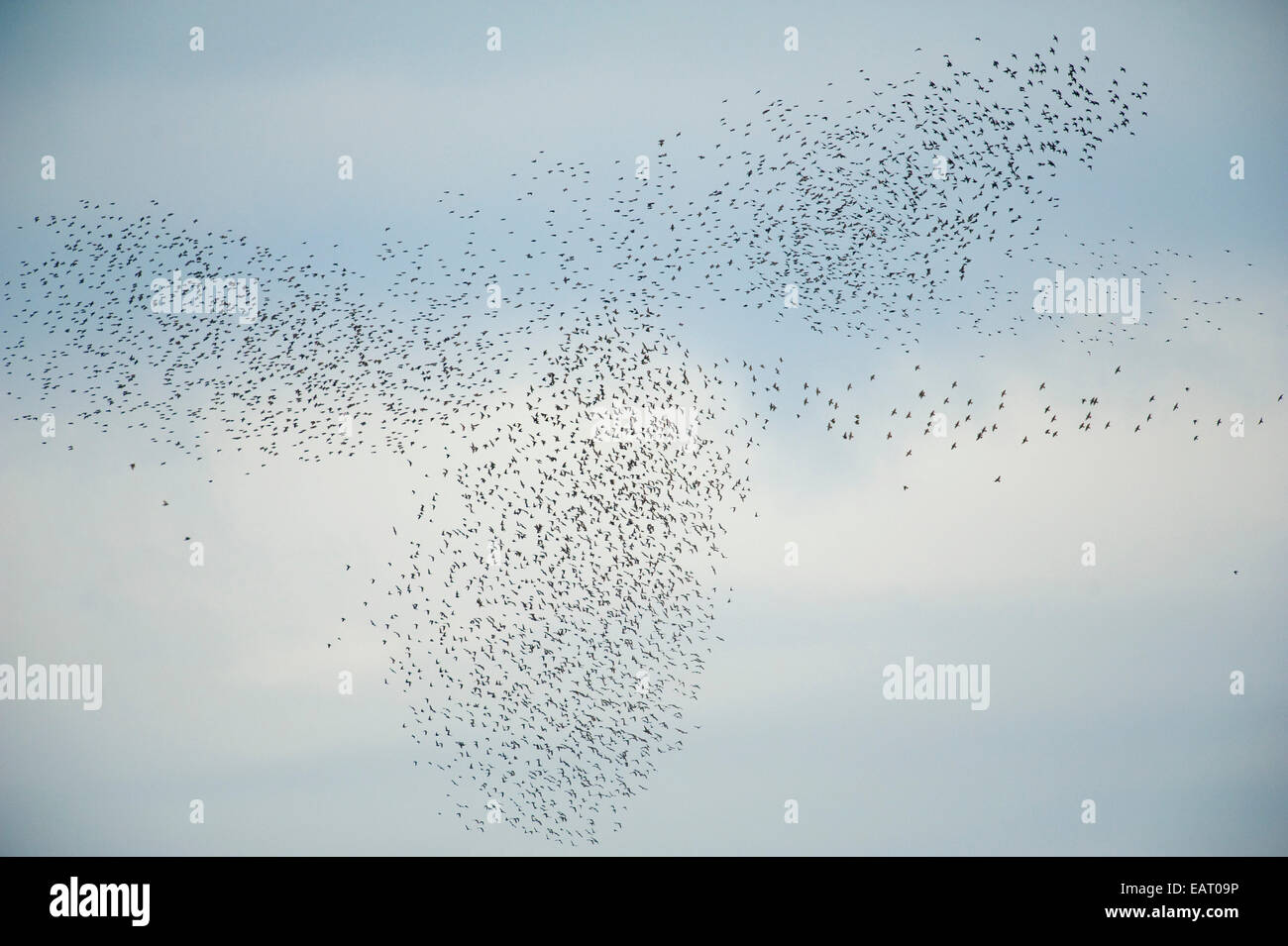 Stare murmuration uk -Fotos und -Bildmaterial in hoher Auflösung – Alamy
