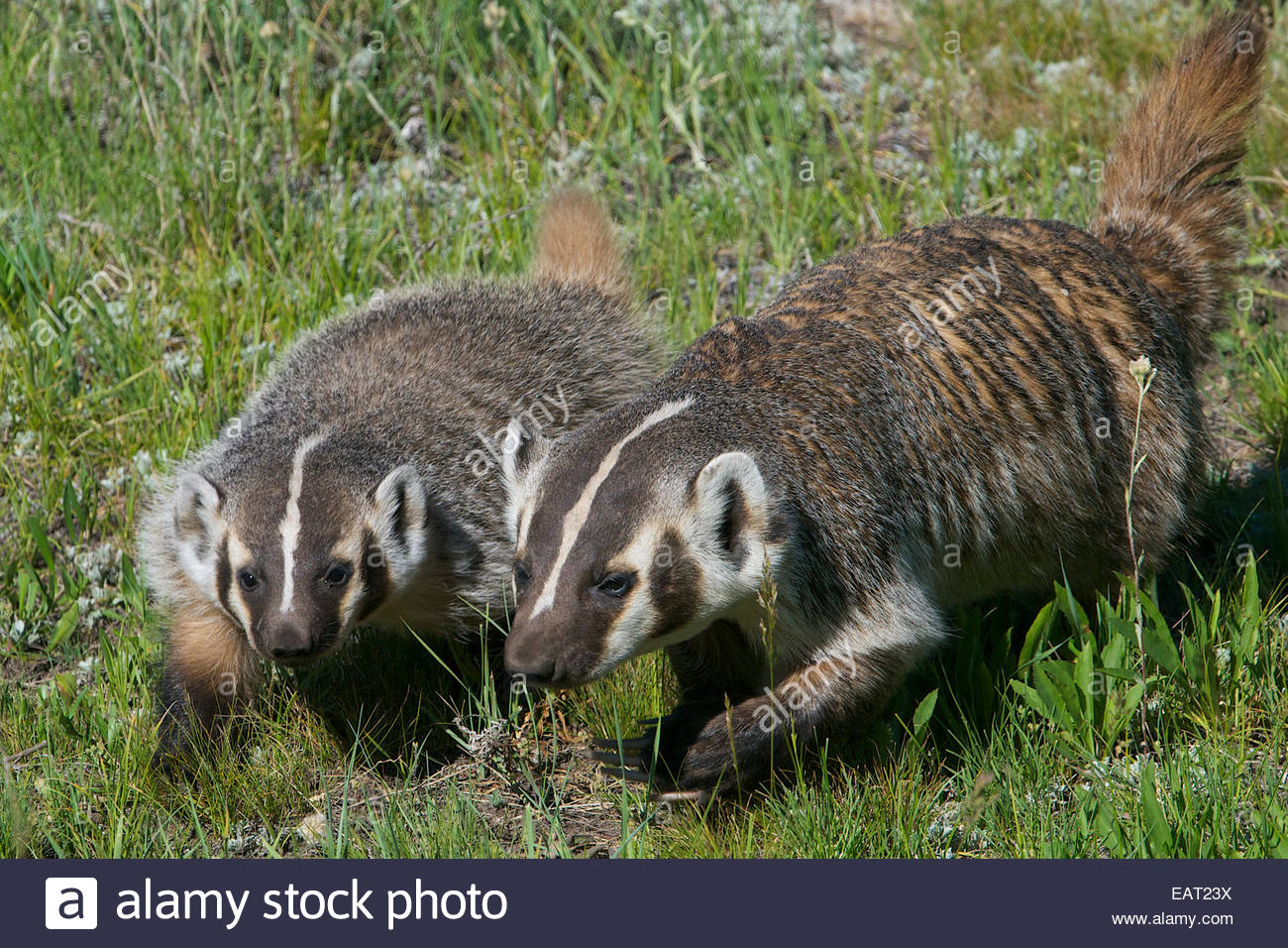 Baby Dachs Stockfotos & Baby Dachs Bilder - Alamy