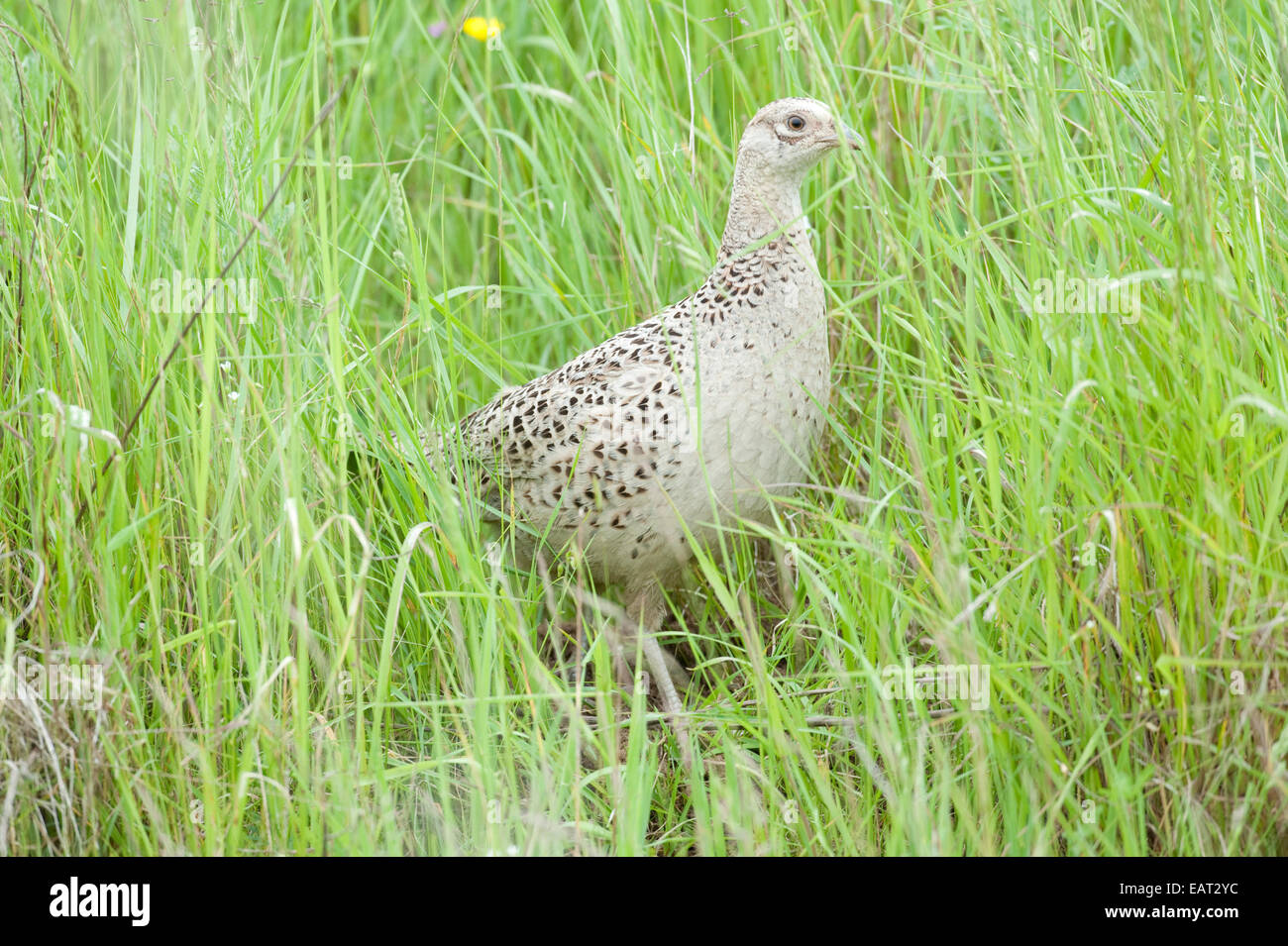 Weiblicher fasan in freier wildbahn -Fotos und -Bildmaterial in hoher ...