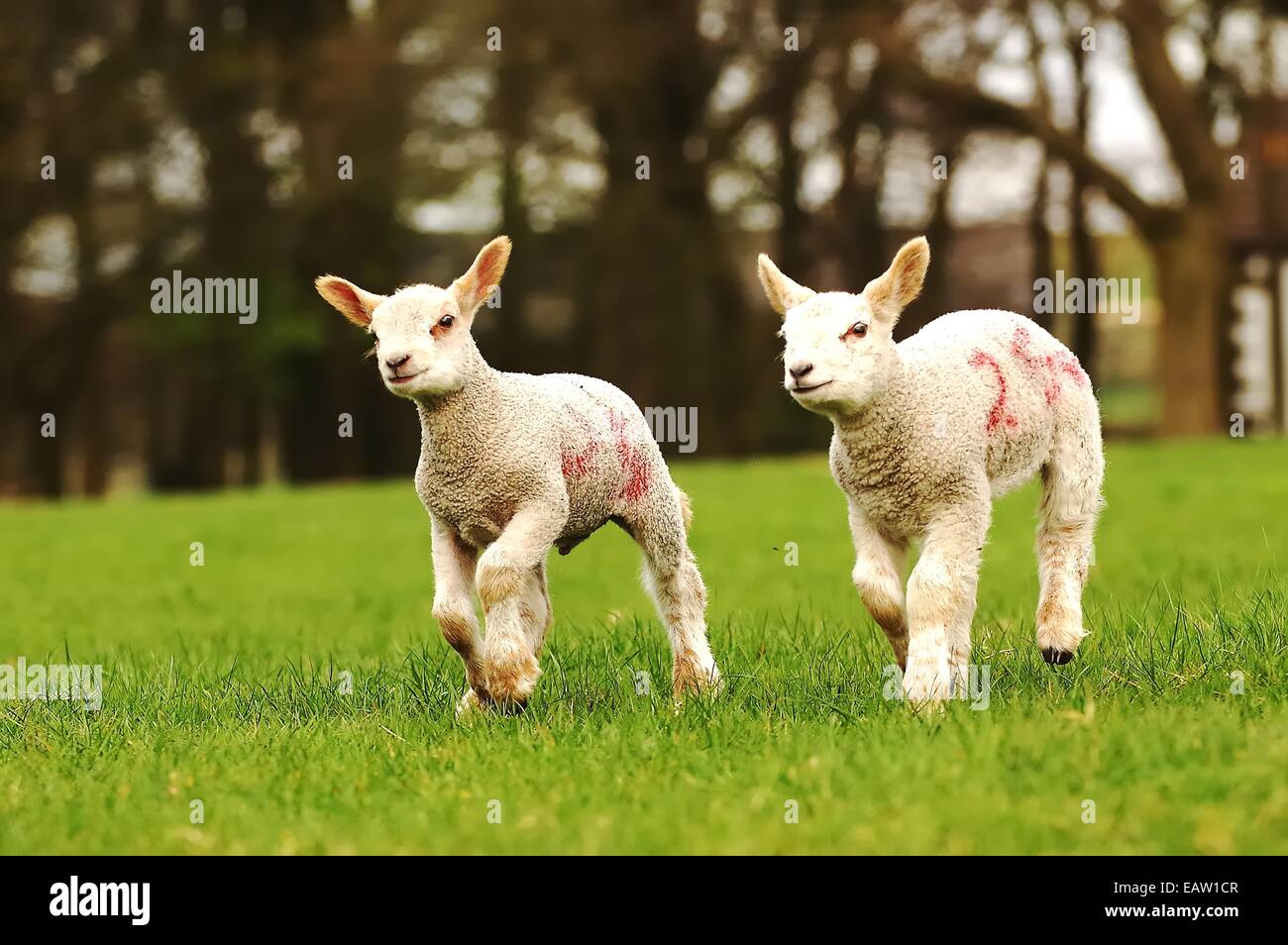 Zwilling Tiere Stockfotos und -bilder Kaufen - Alamy