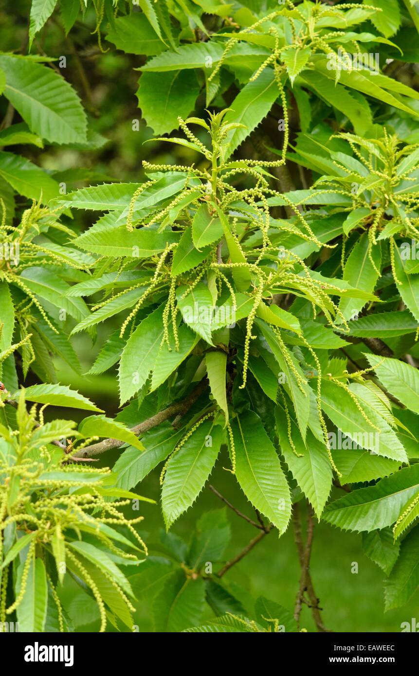 Edelkastanie (Castanea Sativa Stockfotografie - Alamy
