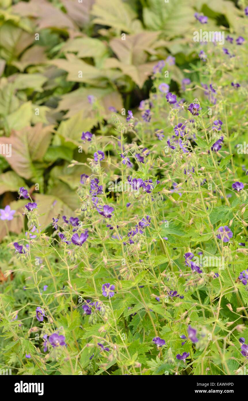 Dusky cranesbill -Fotos und -Bildmaterial in hoher Auflösung – Alamy
