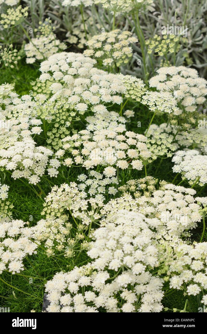 Meum meum -Fotos und -Bildmaterial in hoher Auflösung – Alamy