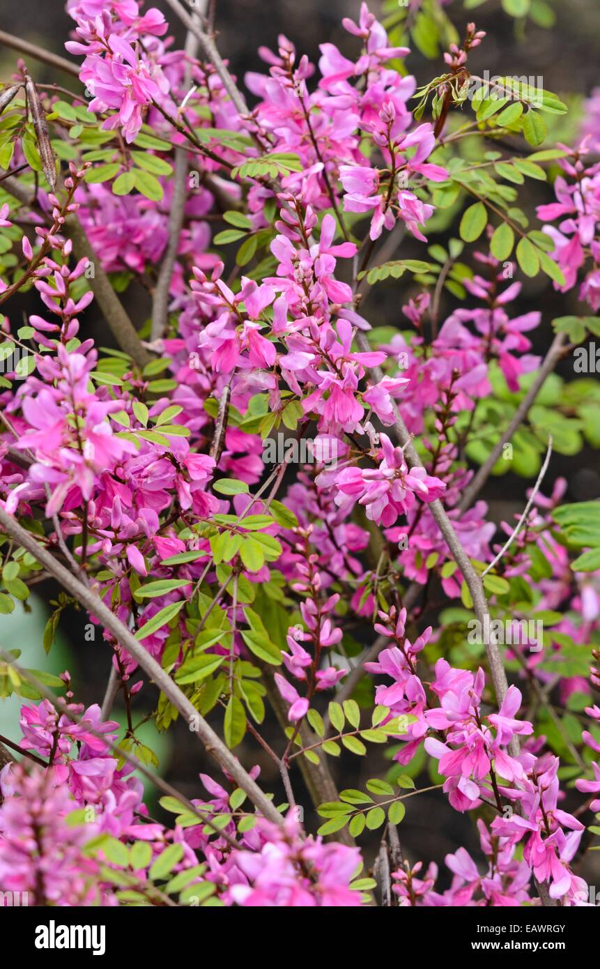 Indigofera himalayensis -Fotos und -Bildmaterial in hoher Auflösung – Alamy