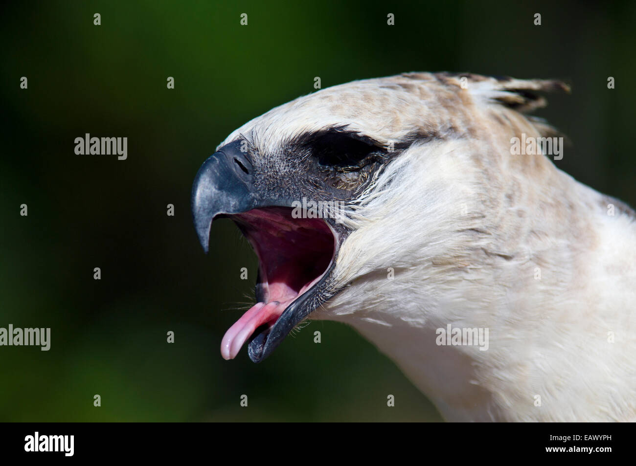 Blinder adler -Fotos und -Bildmaterial in hoher Auflösung – Alamy