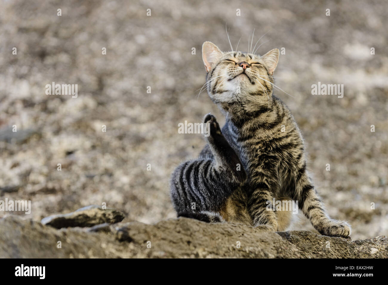 Katzengesicht gestreift -Fotos und -Bildmaterial in hoher Auflösung – Alamy