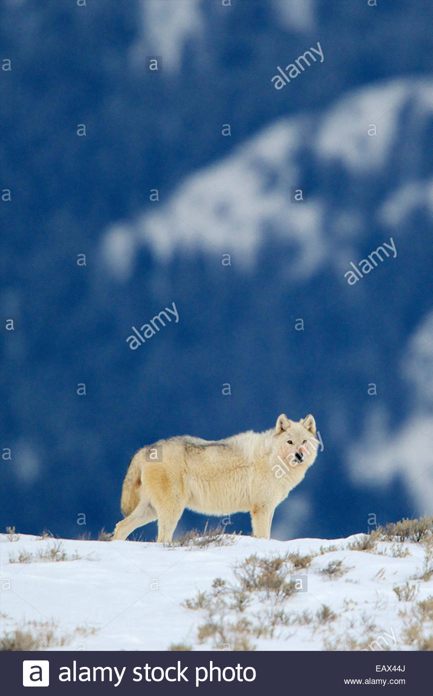 White Wolf Yellowstone National Park Stockfotos & White Wolf ...