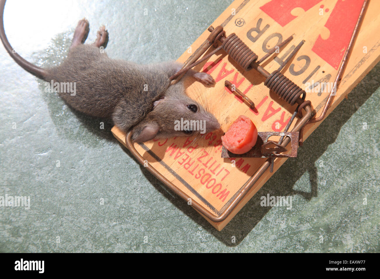 Mouse caught in trap -Fotos und -Bildmaterial in hoher Auflösung – Alamy