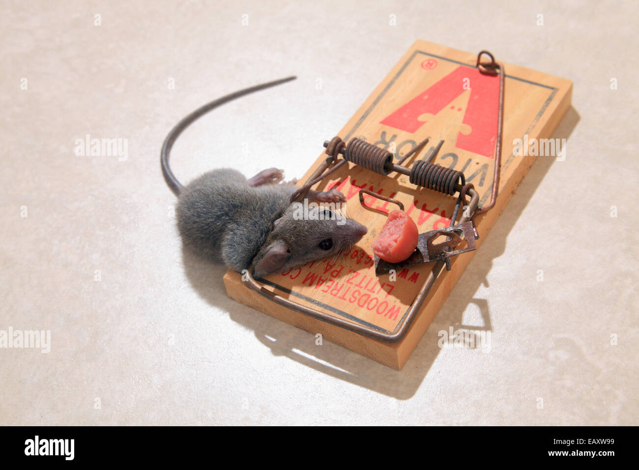 Dead mouse caught in spring -Fotos und -Bildmaterial in hoher Auflösung ...