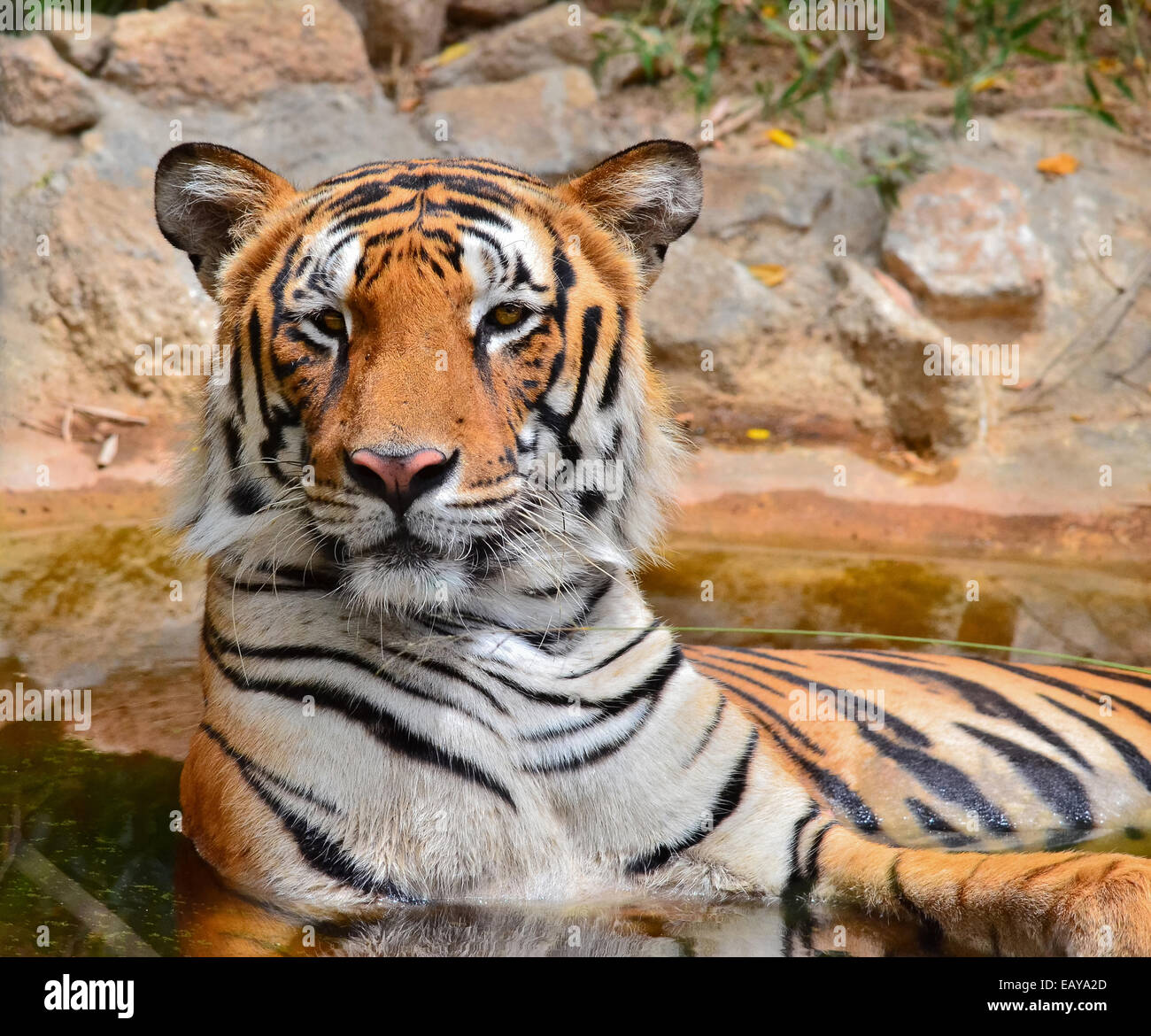 Bengal tiger und indien -Fotos und -Bildmaterial in hoher Auflösung – Alamy