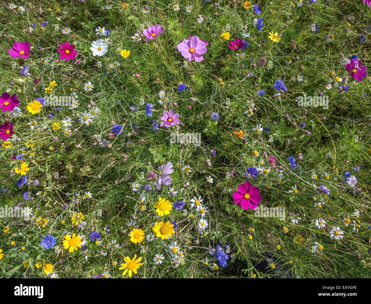 Blume en masse -Fotos und -Bildmaterial in hoher Auflösung – Alamy