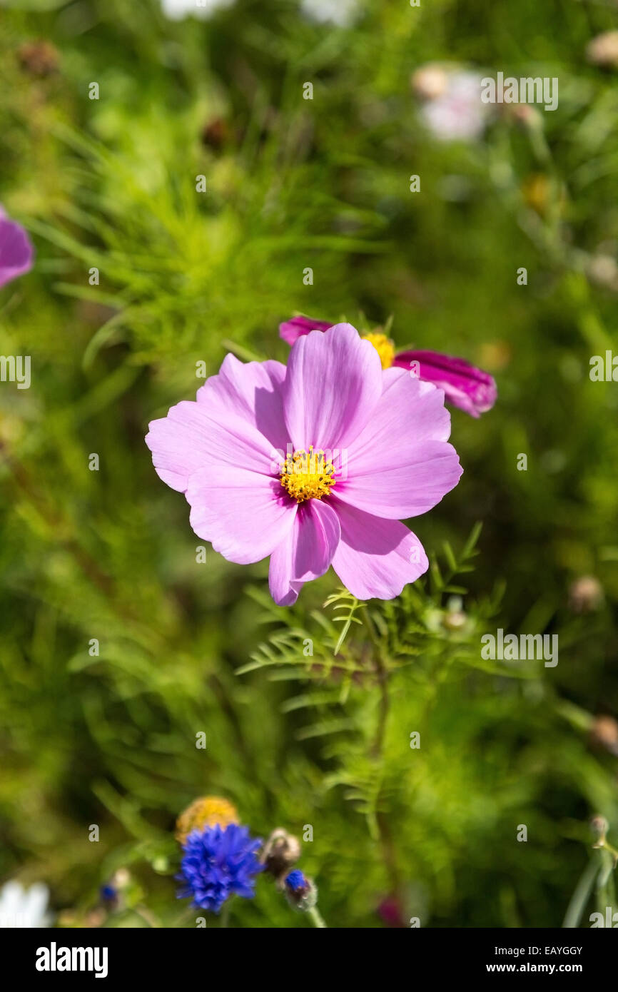 Blume en masse -Fotos und -Bildmaterial in hoher Auflösung – Alamy