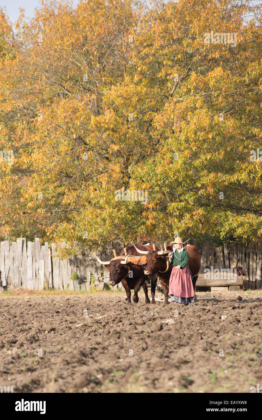 Frau Feld Hand Eggen/pflügen ein Feld mit zwei paarte Ochsen auf große ...