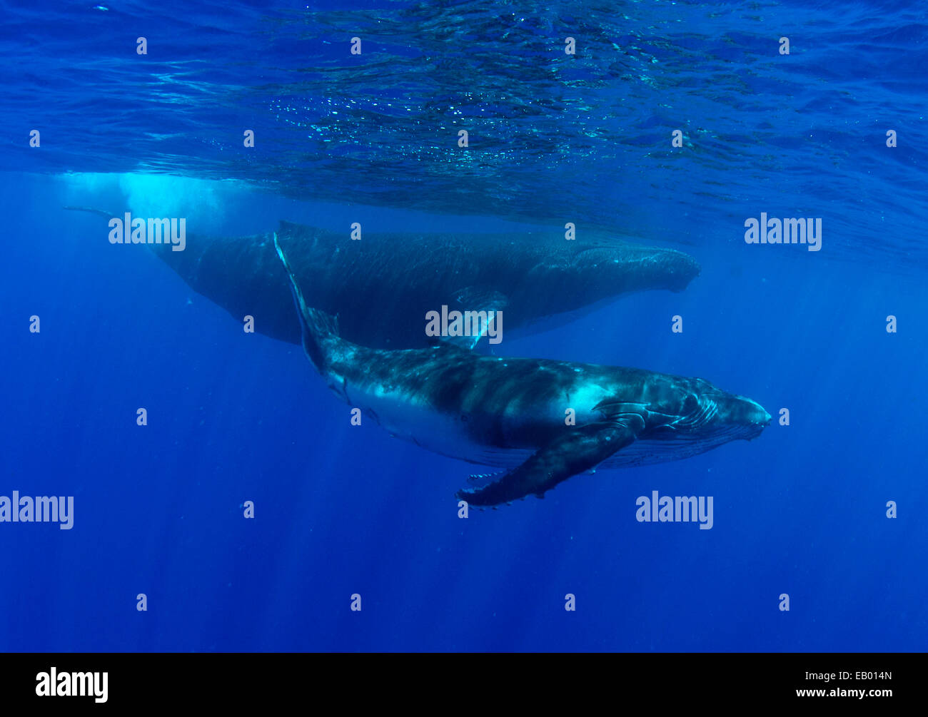 Baby buckelwal -Fotos und -Bildmaterial in hoher Auflösung – Alamy