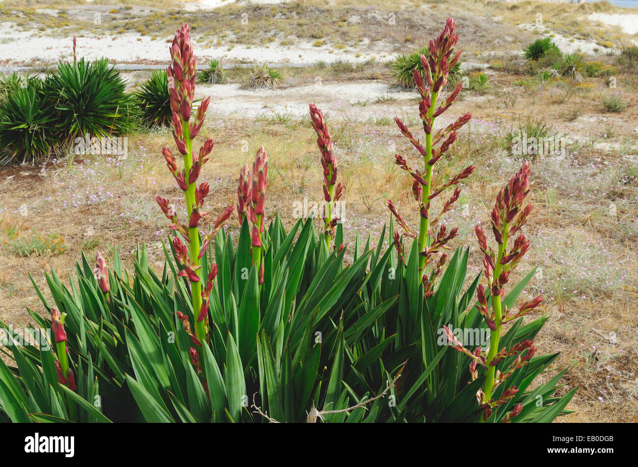 Invasive flora -Fotos und -Bildmaterial in hoher Auflösung – Alamy