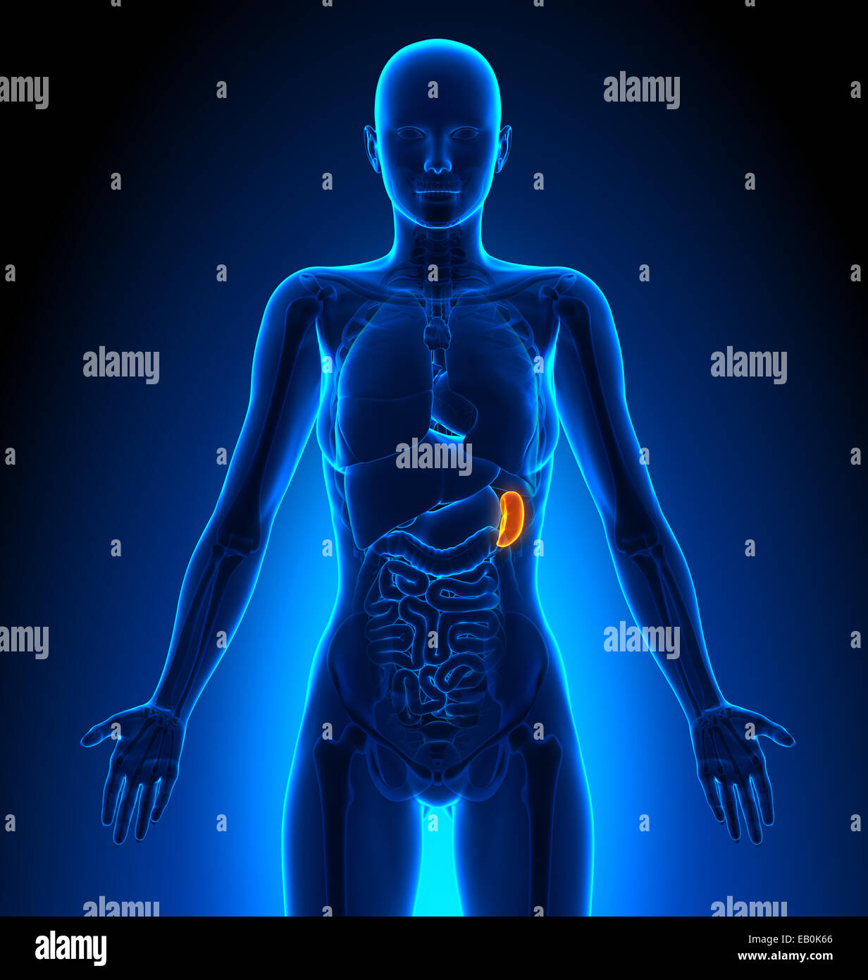 Anatomia della milza -Fotos und -Bildmaterial in hoher Auflösung – Alamy