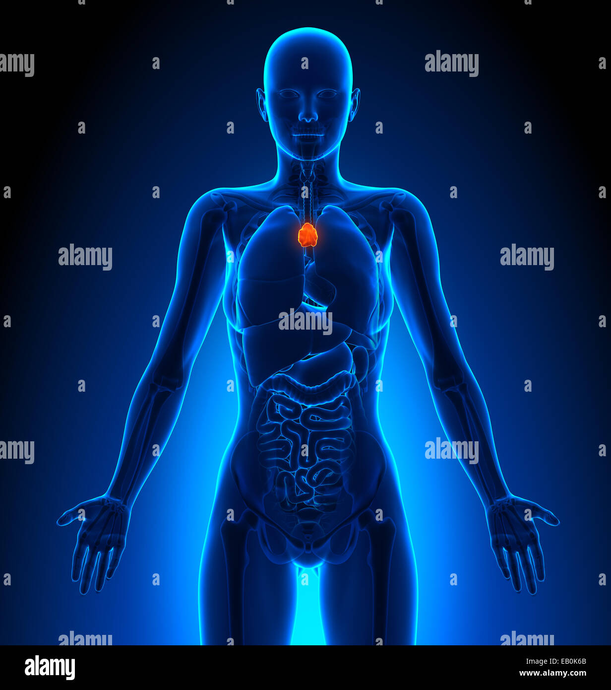 Thymus - weiblichen Organe - Anatomie des Menschen Stockfotografie - Alamy