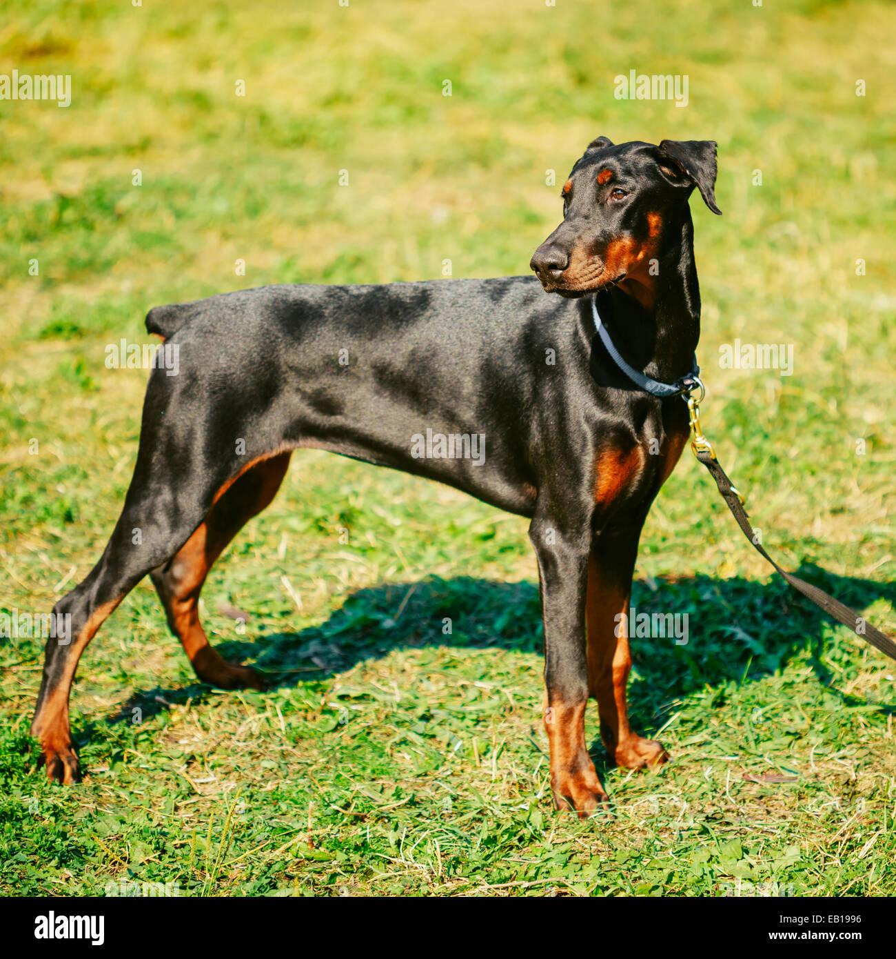 Jung, schön, Black And Tan Dobermann auf dem Rasen stehen. Dobermann ...