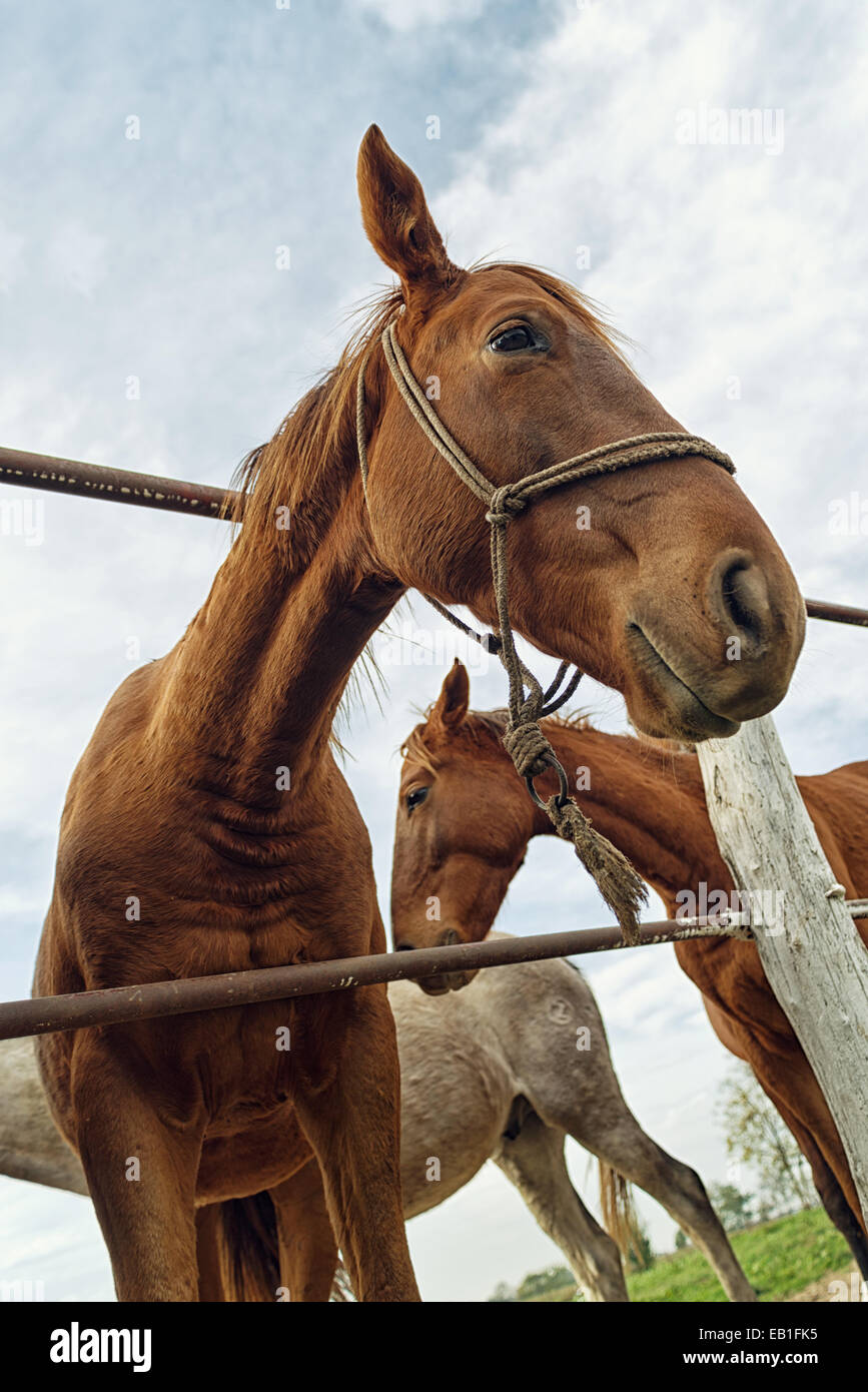 Stute portrait -Fotos und -Bildmaterial in hoher Auflösung – Alamy