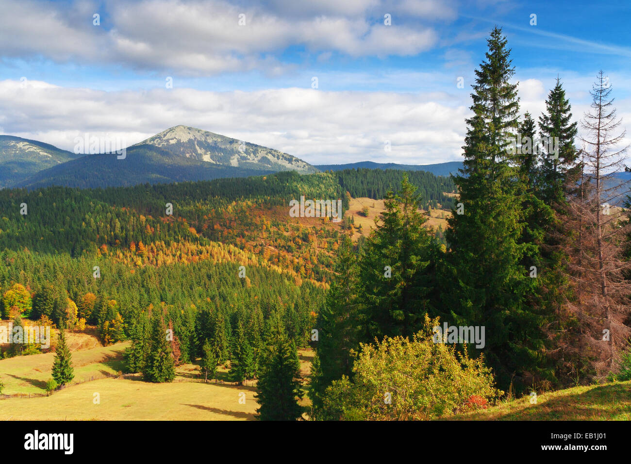 Fir trees -Fotos und -Bildmaterial in hoher Auflösung – Alamy