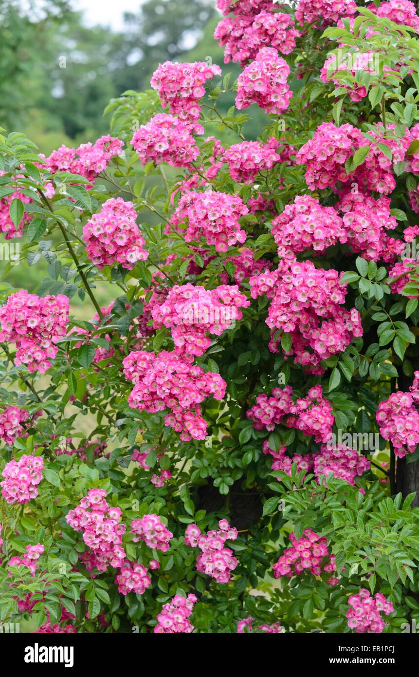 Climbing rose maria lisa -Fotos und -Bildmaterial in hoher Auflösung ...