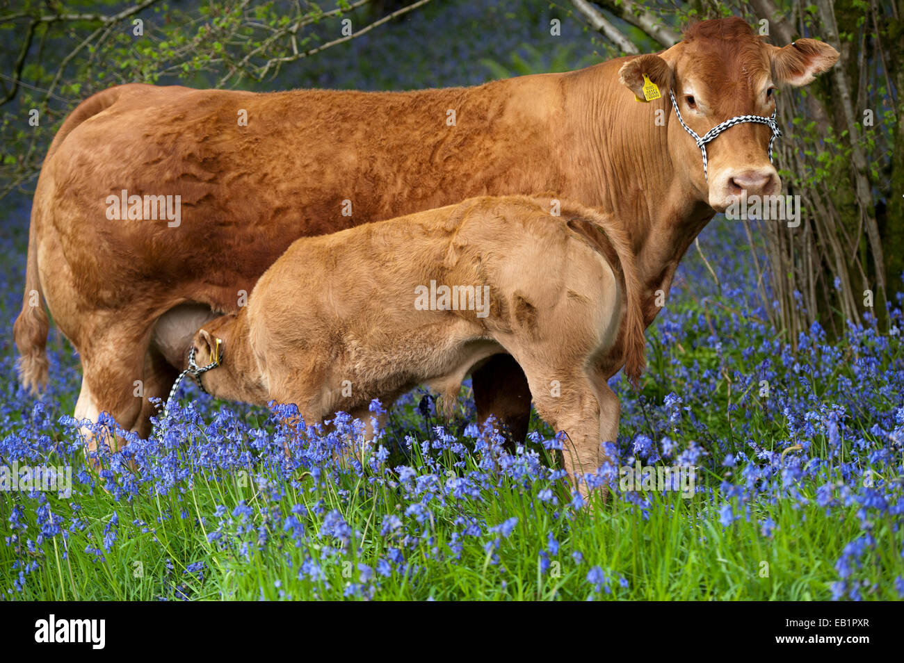 Limousin-Kuh mit Kalb Stier in einer Waldlichtung voller Bluebell ...