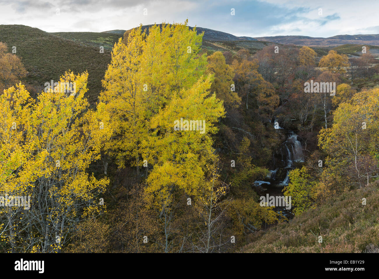 Aspen baum blatt -Fotos und -Bildmaterial in hoher Auflösung – Alamy