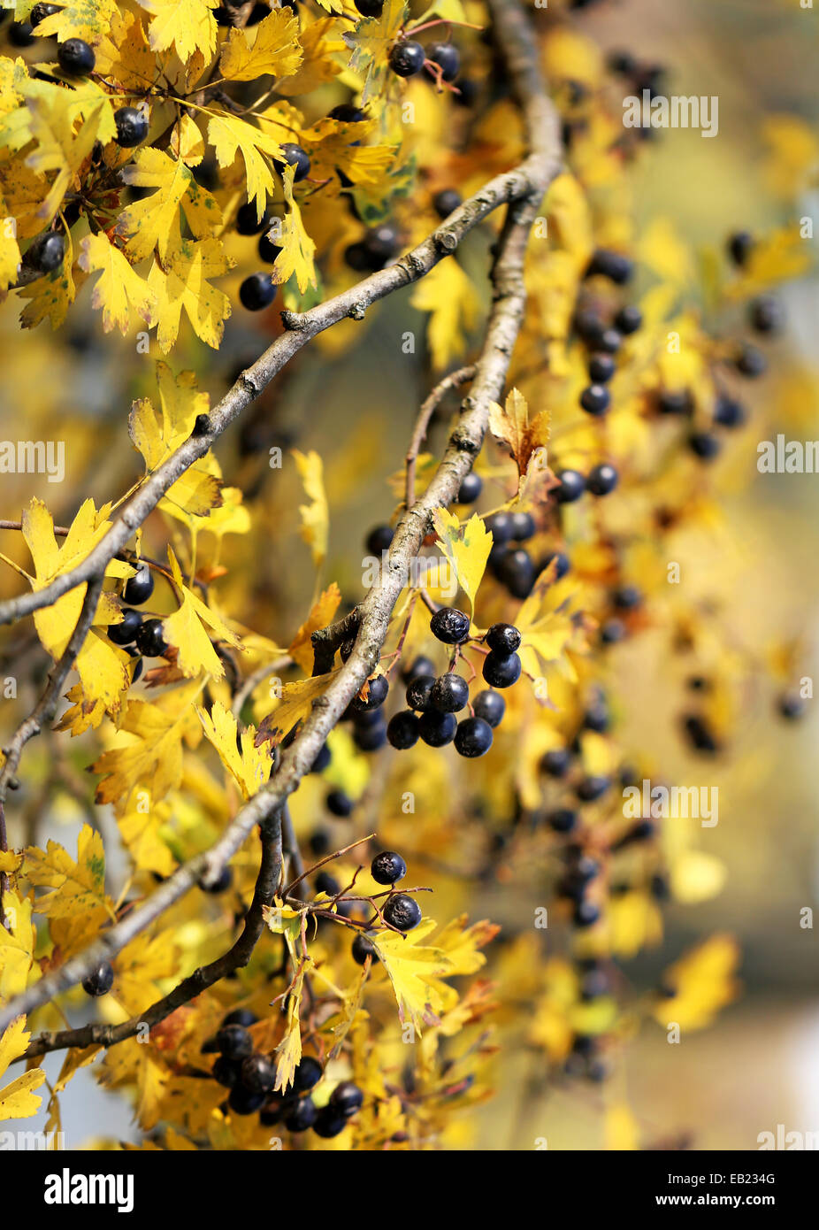 Schwarze Beeren Am Baum
