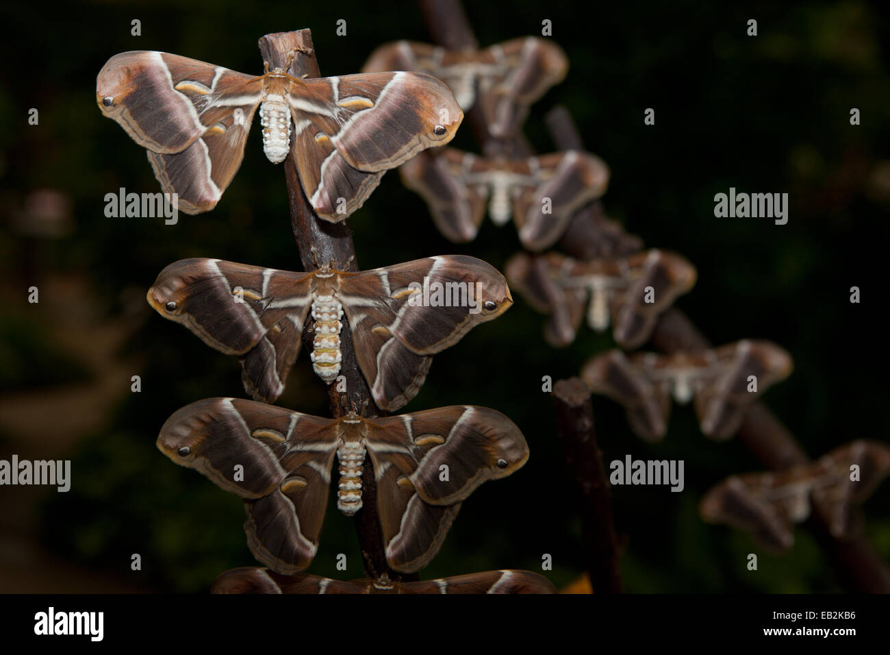 Samia cynthia -Fotos und -Bildmaterial in hoher Auflösung – Alamy