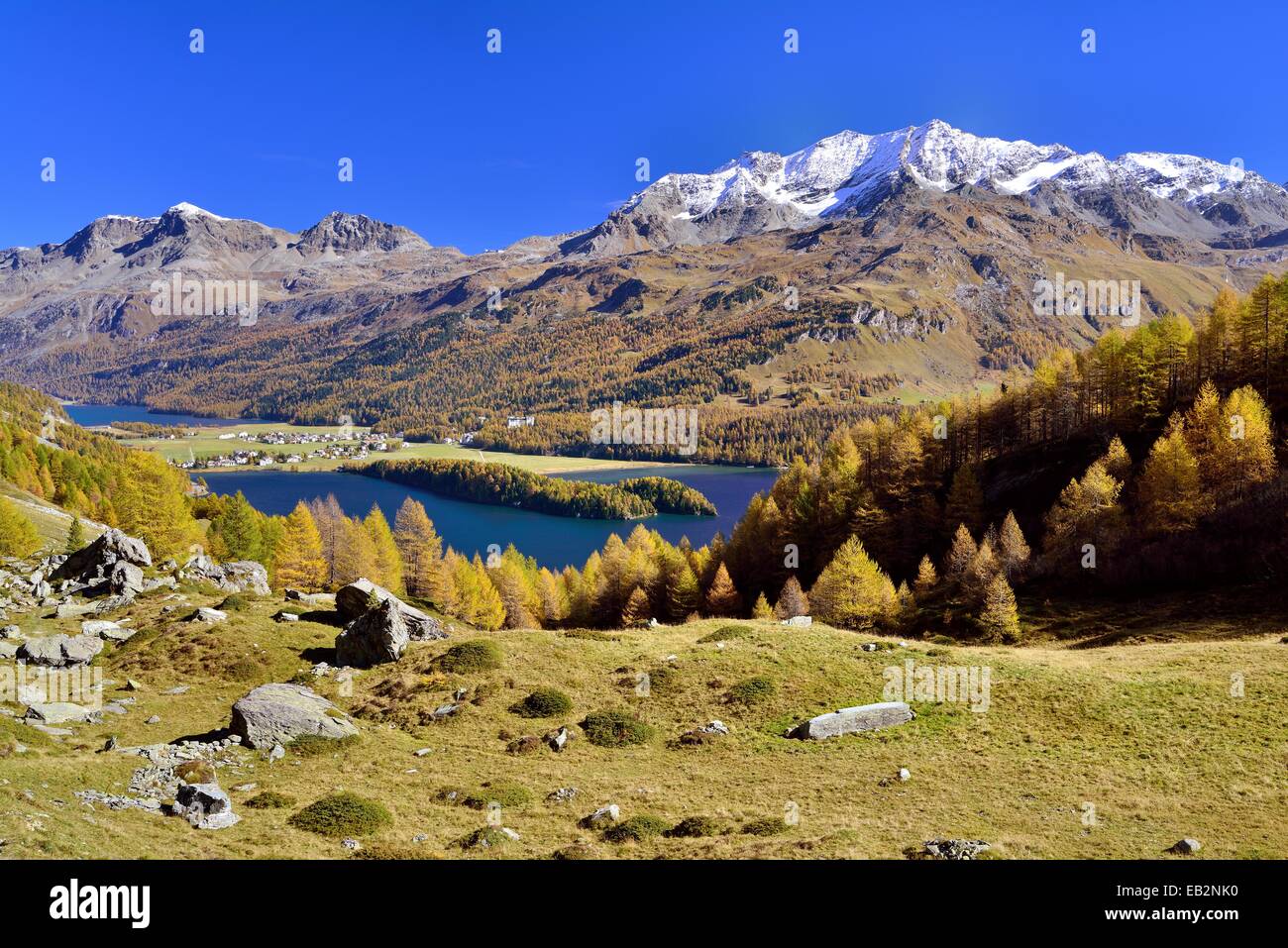 Blick auf Silsersee und Piz Corvatsch im herbstlichen Oberengadin, Sils ...
