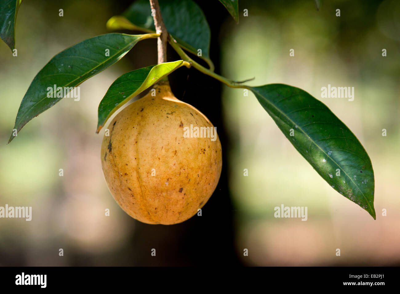Muskat Frucht wächst auf einem Baum Muskatnuss (Myristica Fragrans ...