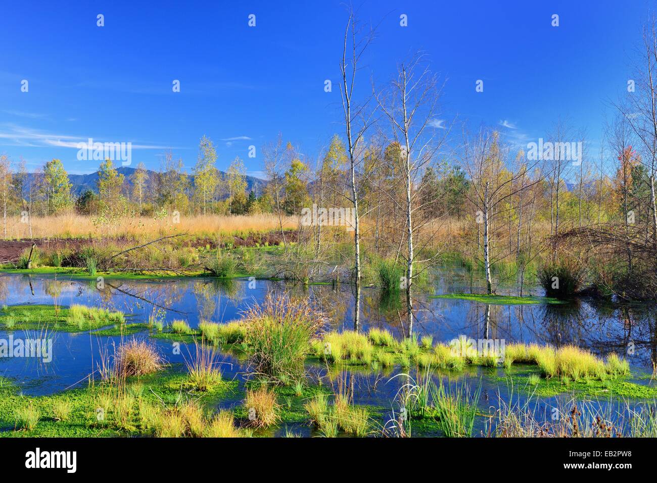 Renaturierte Hochmoor mit neu angebautem Torfmoos (Sphagum SP.), lila ...
