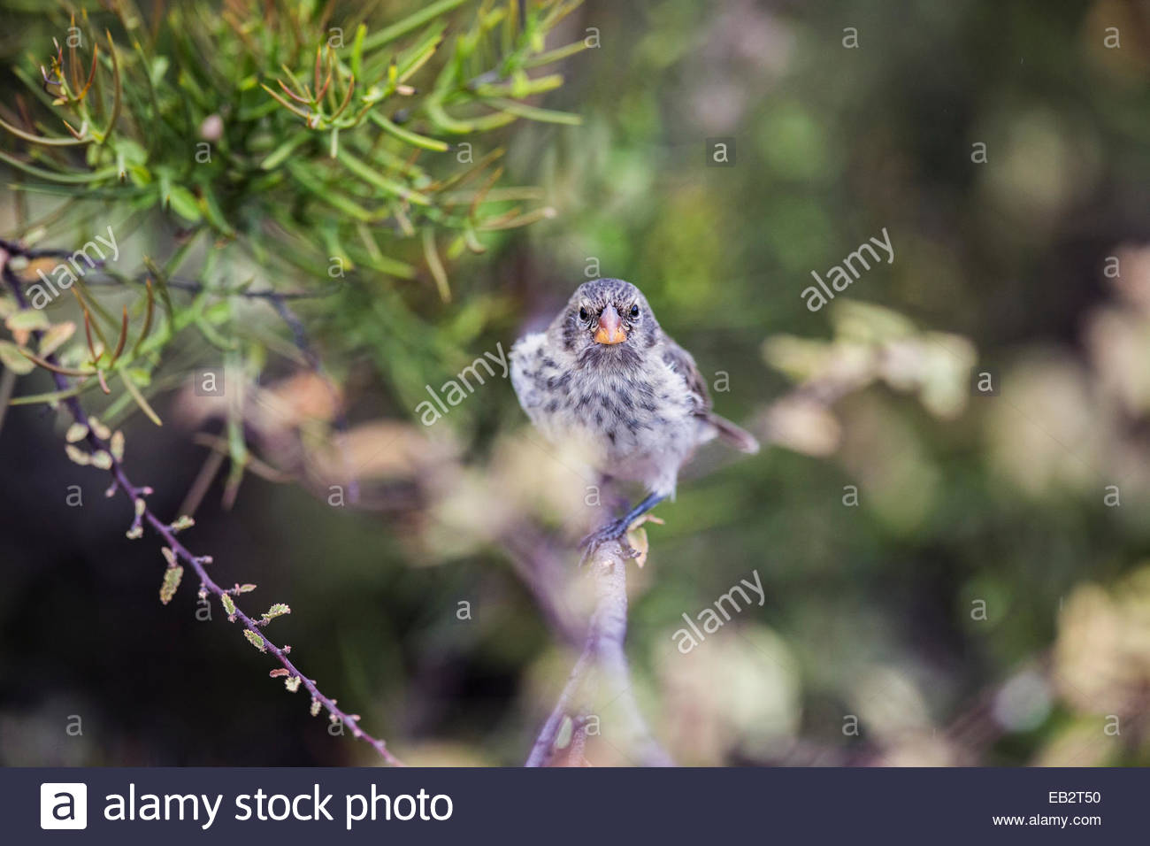 Darwin Finken Stockfotos & Darwin Finken Bilder - Alamy