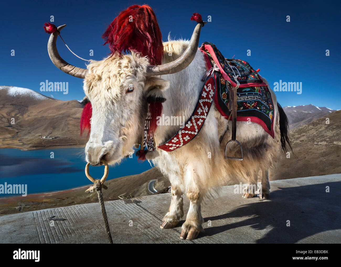 Yak mit geschirr -Fotos und -Bildmaterial in hoher Auflösung – Alamy