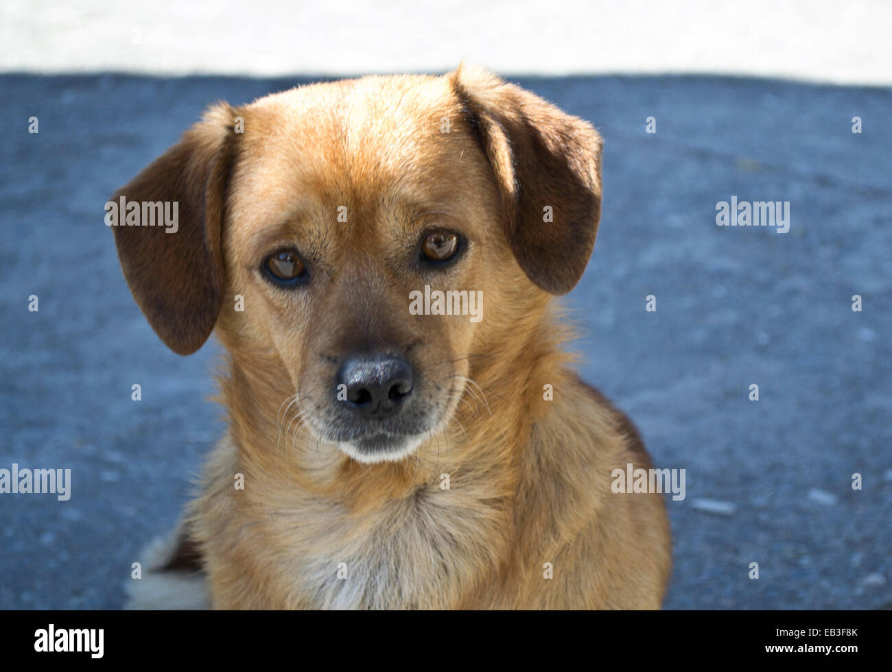 Unschuldiger blick -Fotos und -Bildmaterial in hoher Auflösung – Alamy