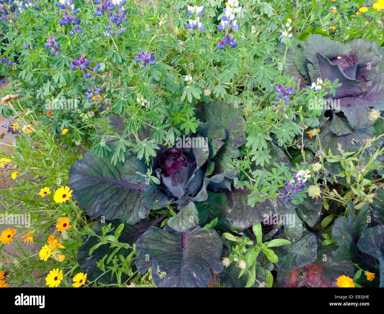 Gemüsegarten blumen -Fotos und -Bildmaterial in hoher Auflösung – Alamy