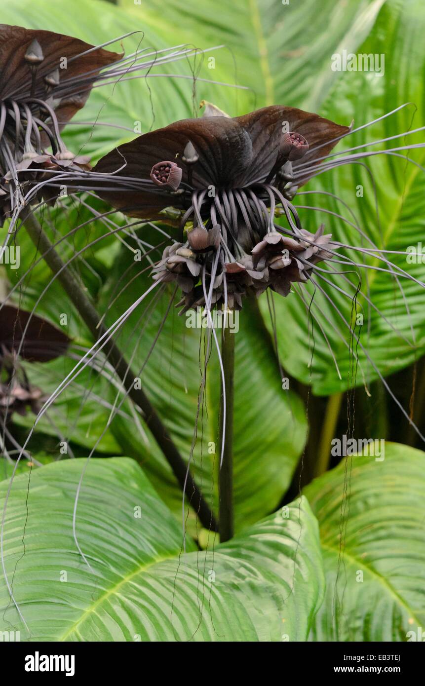 Tacca chantrieri -Fotos und -Bildmaterial in hoher Auflösung – Alamy