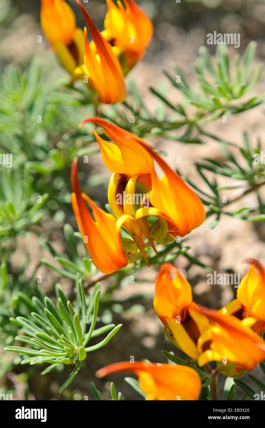 Gefleckter hornklee -Fotos und -Bildmaterial in hoher Auflösung – Alamy