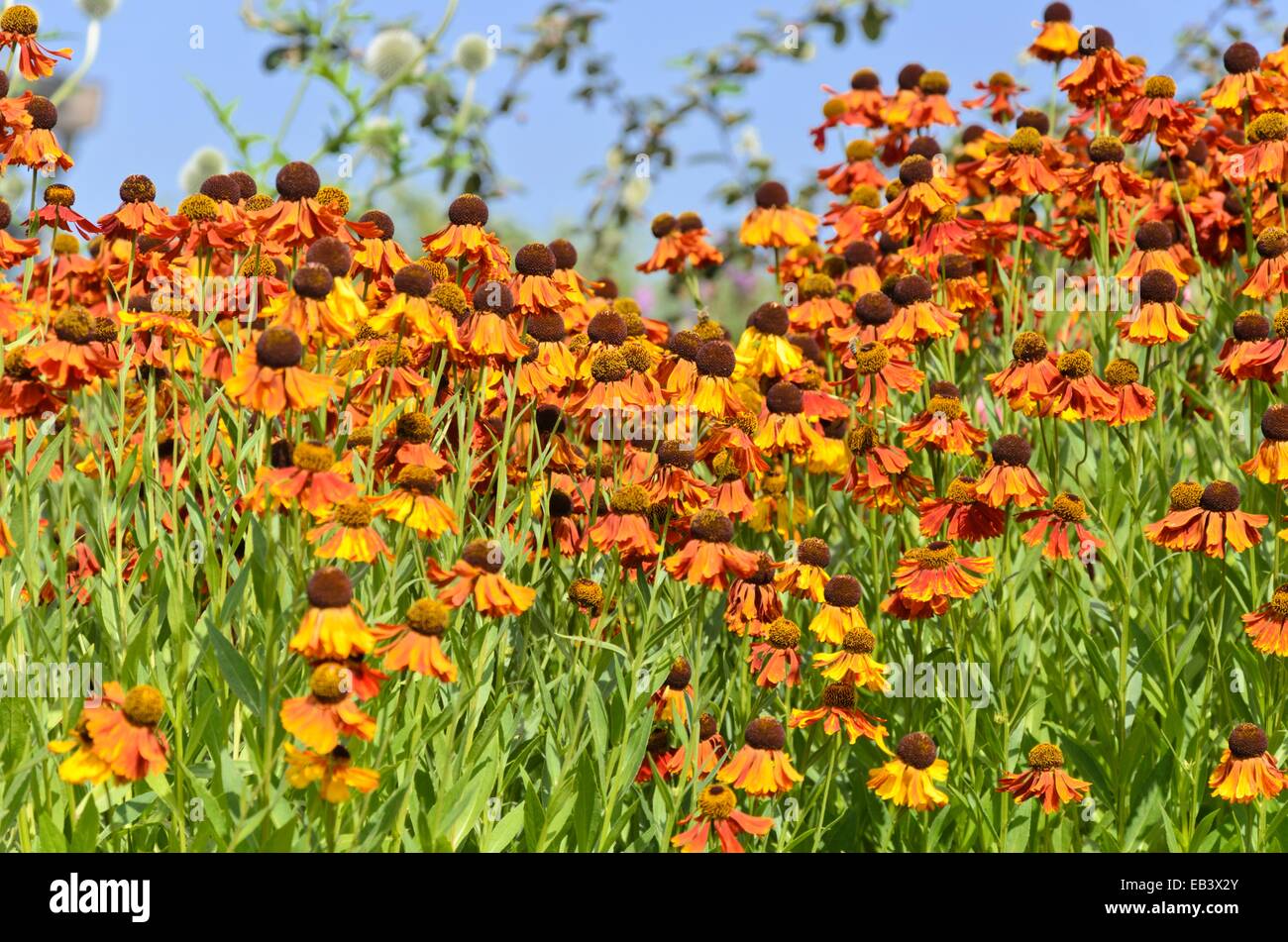 Helenium hybride -Fotos und -Bildmaterial in hoher Auflösung – Alamy