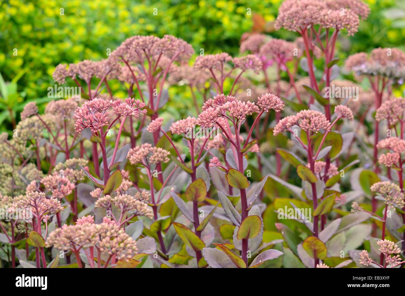 Orpine (Sedum telephium 'Matrona' syn. hylotelephium telephium 'Matrona ...