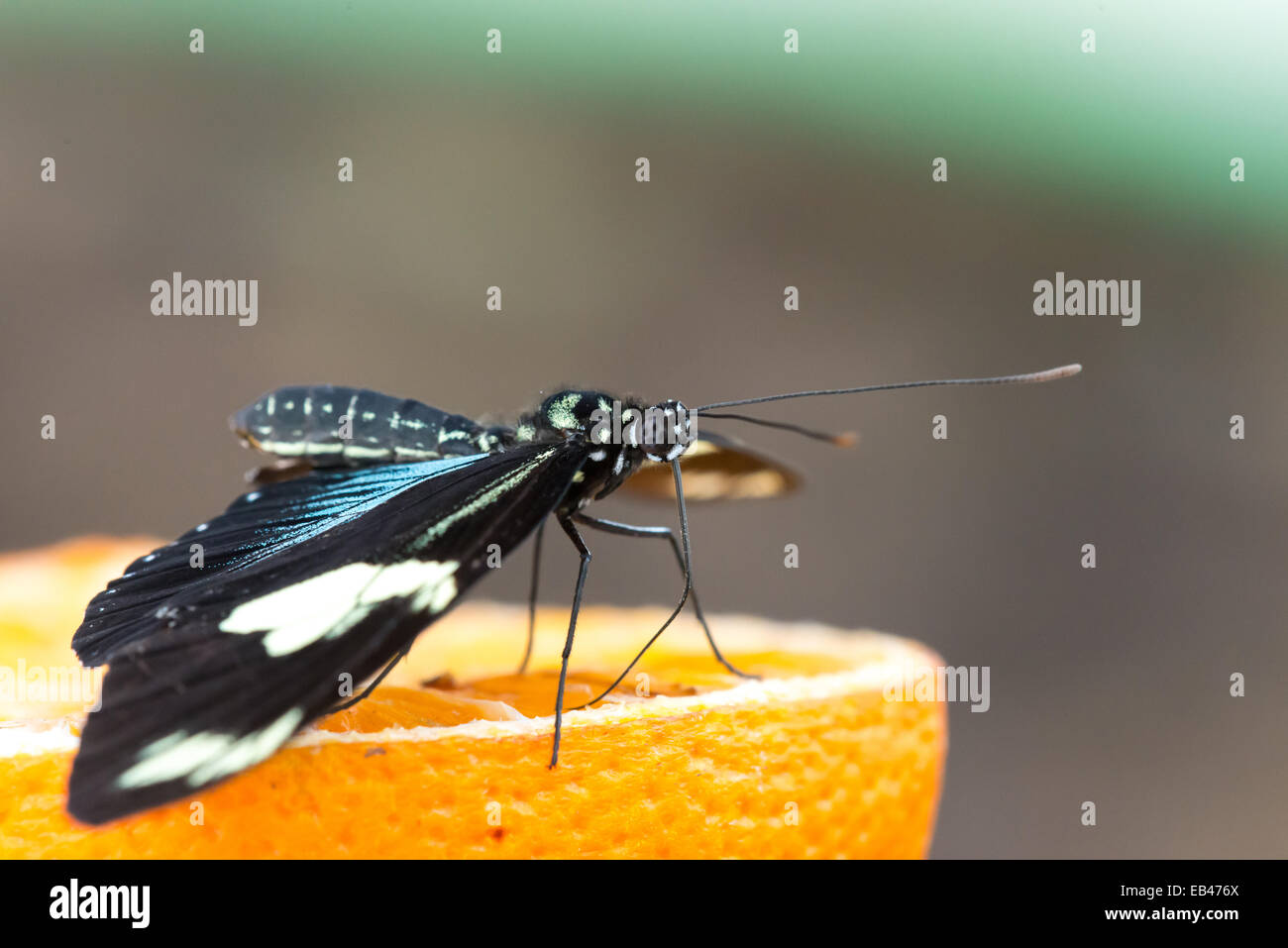 Doris Longwing - Laprus Doris Tribe: Heliconiini, Gattung: Laprus ...