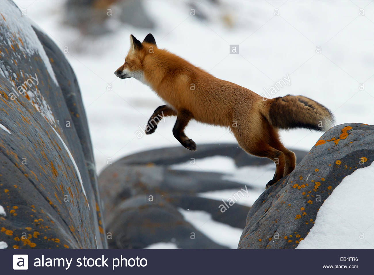 Fox Leaping Snow Stockfotos & Fox Leaping Snow Bilder - Alamy