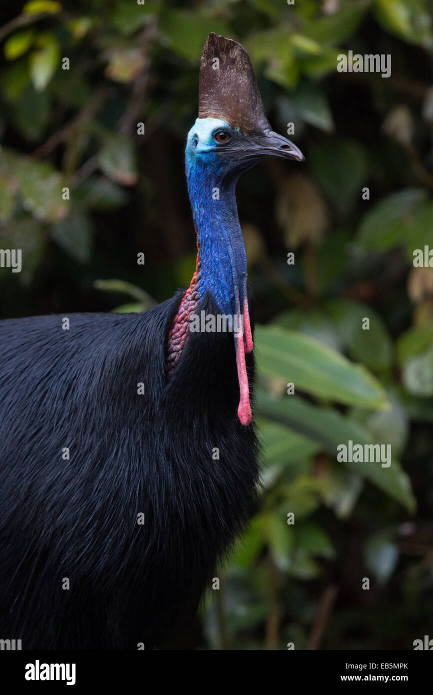 Weiblicher kasuar -Fotos und -Bildmaterial in hoher Auflösung – Alamy