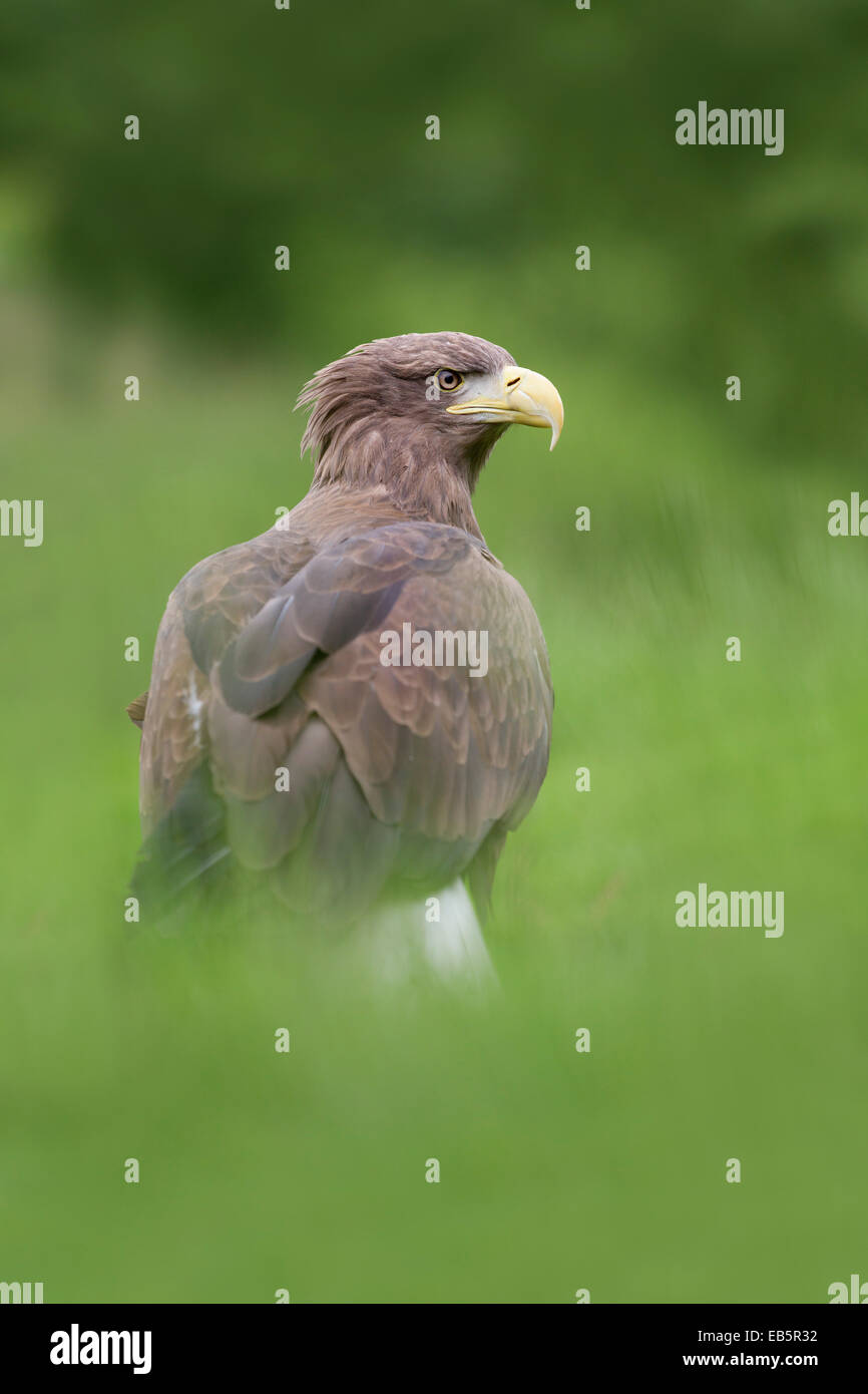White tailed sea eagle -Fotos und -Bildmaterial in hoher Auflösung – Alamy