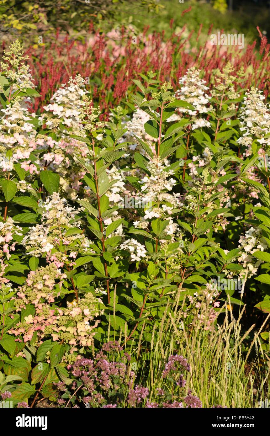 Rispe Hortensie (Hydrangea paniculata 'pinky Winky' Stockfotografie - Alamy