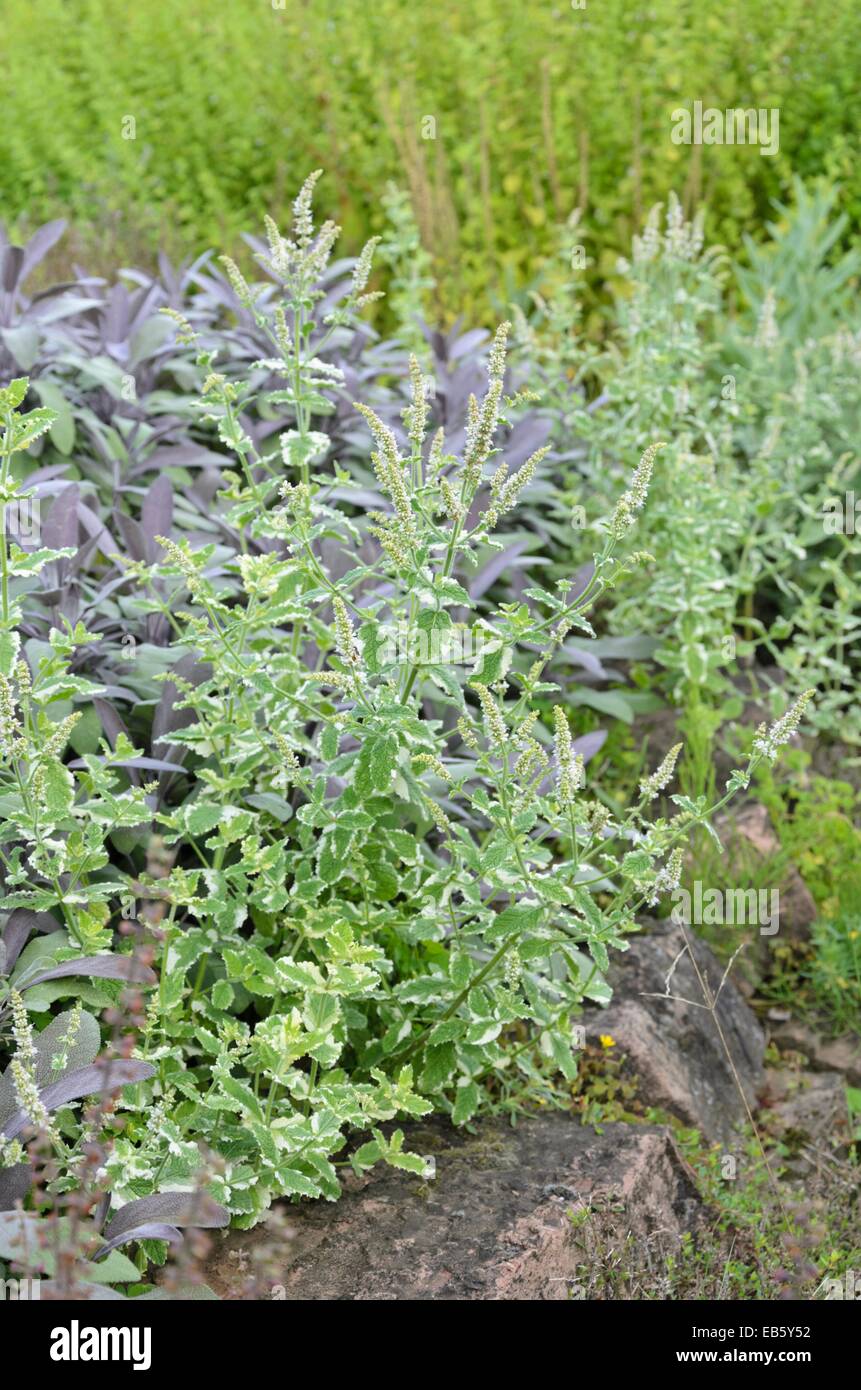 Mentha variegata -Fotos und -Bildmaterial in hoher Auflösung – Alamy