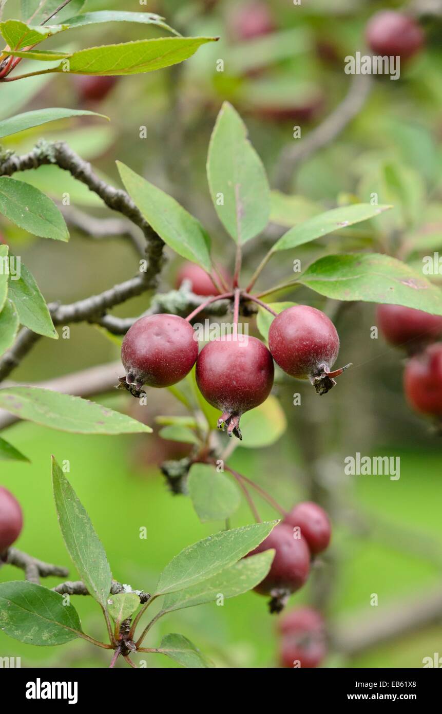 Wilde Holzapfel (Malus sylvestris var. niedzwetzkyana Stockfotografie ...
