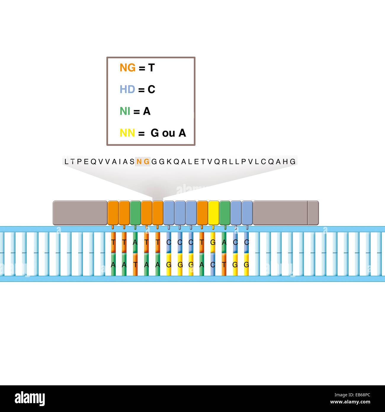 Dna transkription -Fotos und -Bildmaterial in hoher Auflösung – Alamy